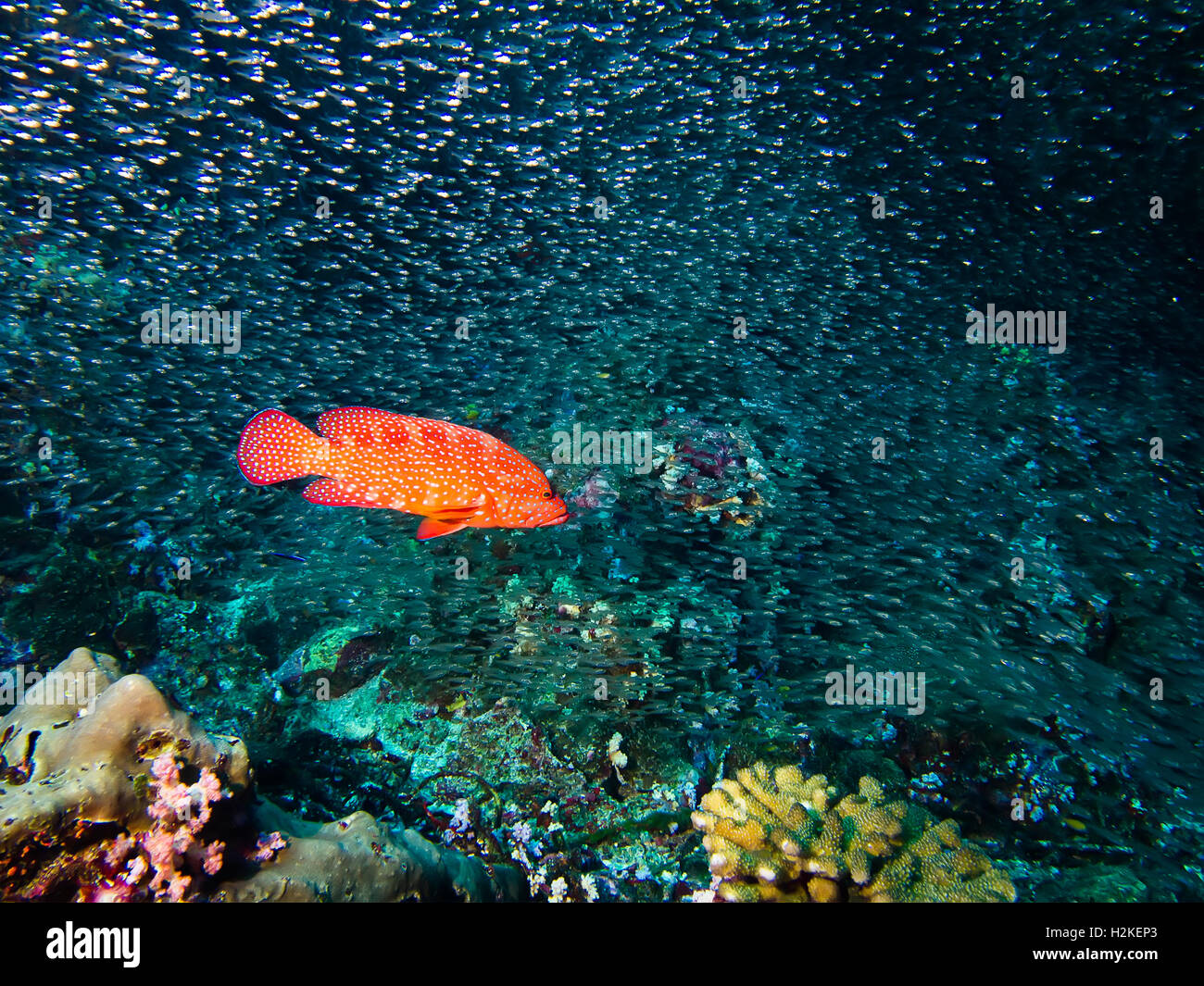 Underwater image of BLUE-SPOTTED SEA BASS Stock Photo - Alamy