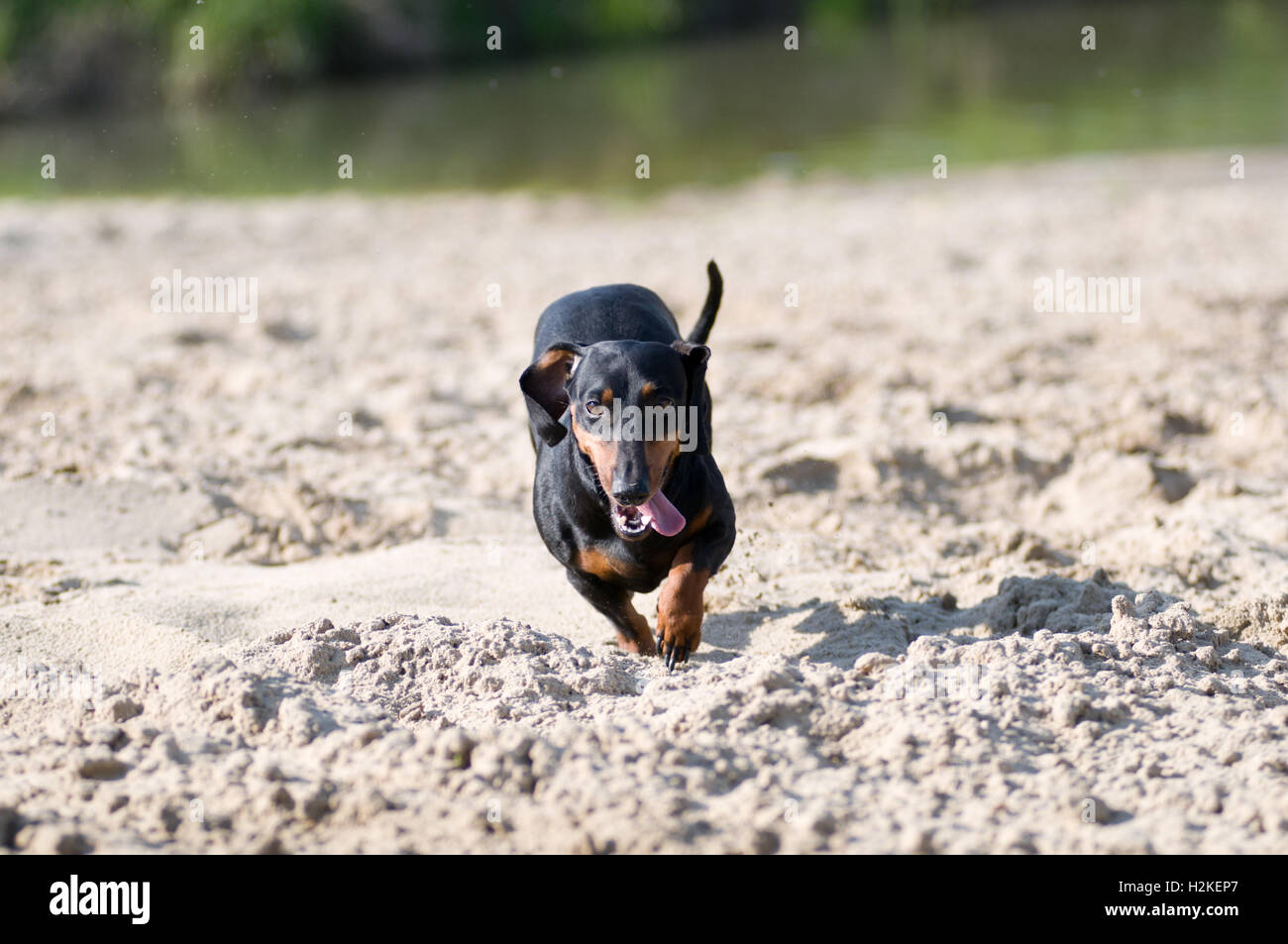 Dachshund portrait in summer on the beach Stock Photo - Alamy