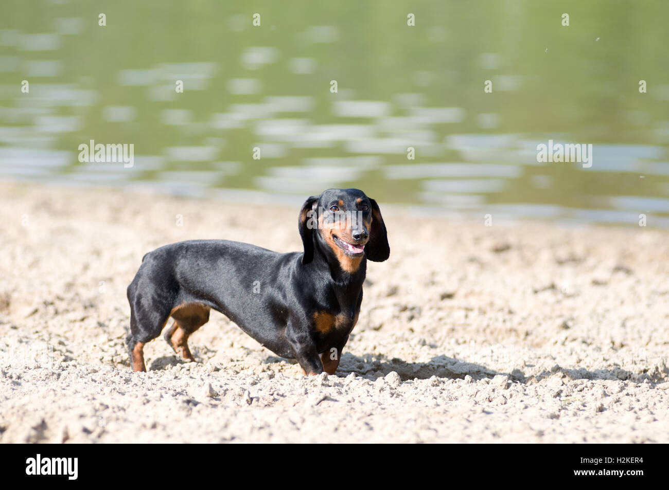 Dachshund portrait in summer on the beach Stock Photo - Alamy