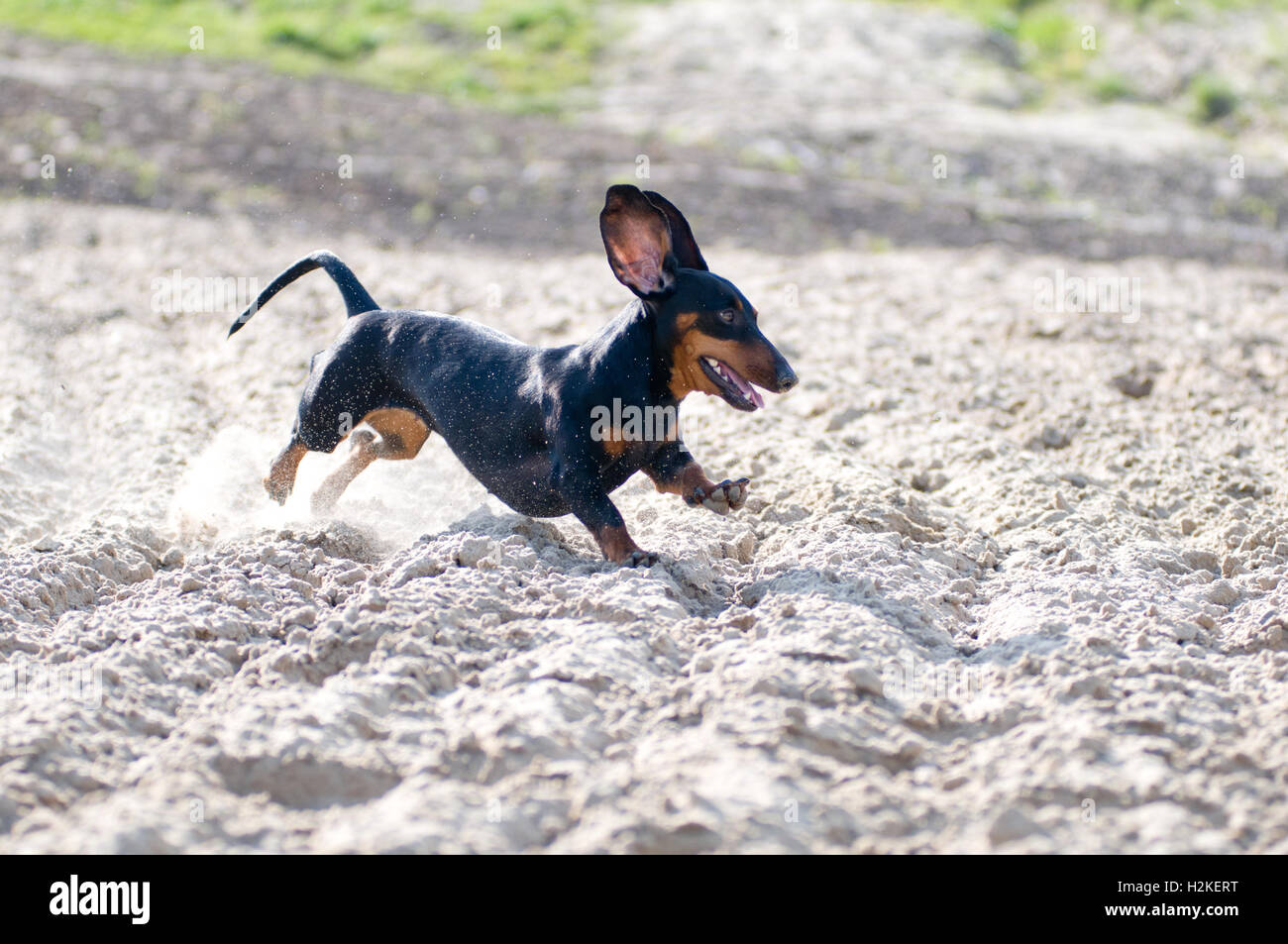 Dachshund portrait in summer on the beach Stock Photo - Alamy