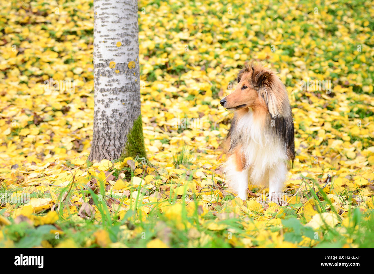 Cute dog at autumn colors Stock Photo - Alamy