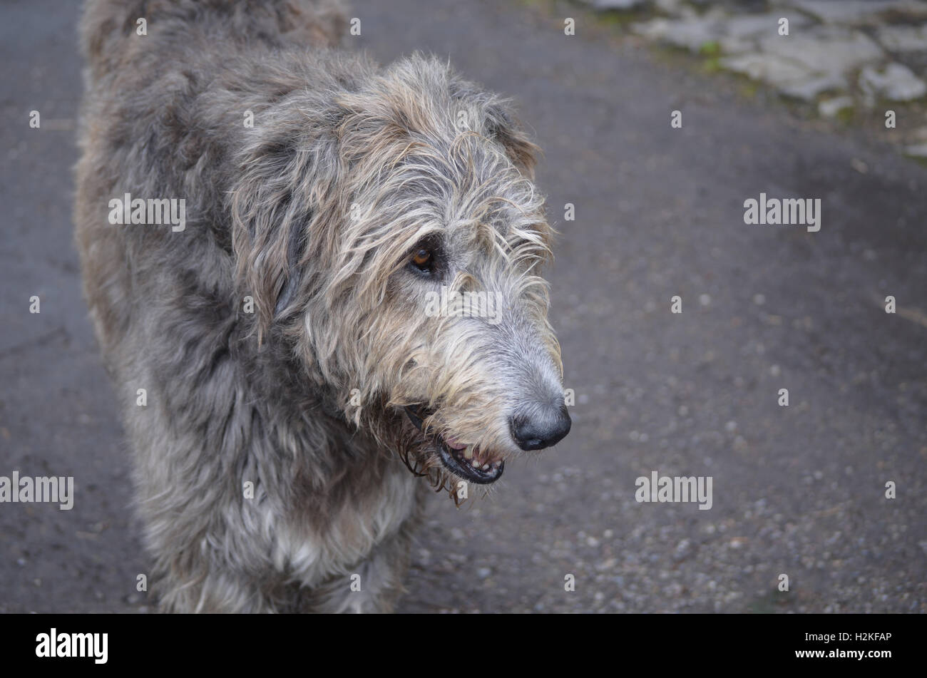 Face of an Irish Wolfhound dog with this silver and grey fur Stock ...