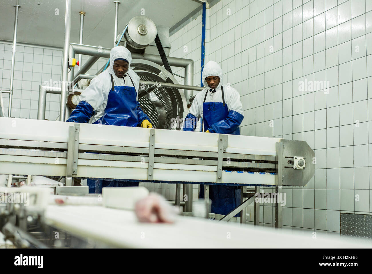 Workers of a fish processing factory put fish on the conveyor belt ...