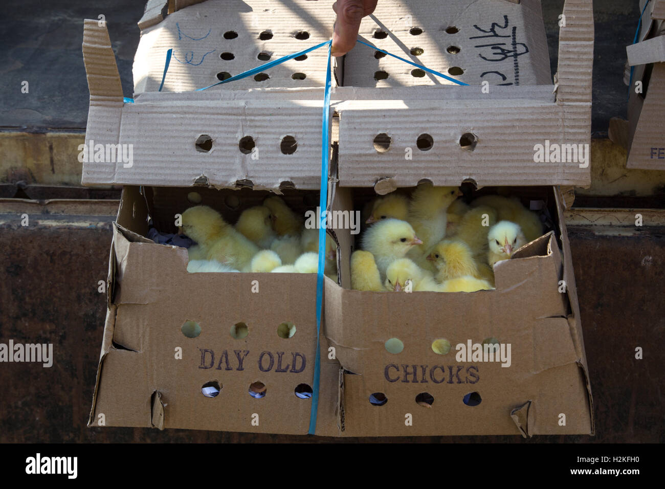 Box of day old chicks Stock Photo - Alamy