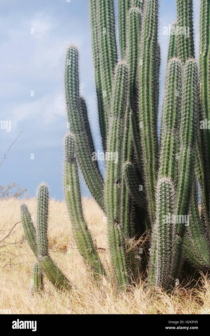 Yatu cactus hi-res stock photography and images - Alamy