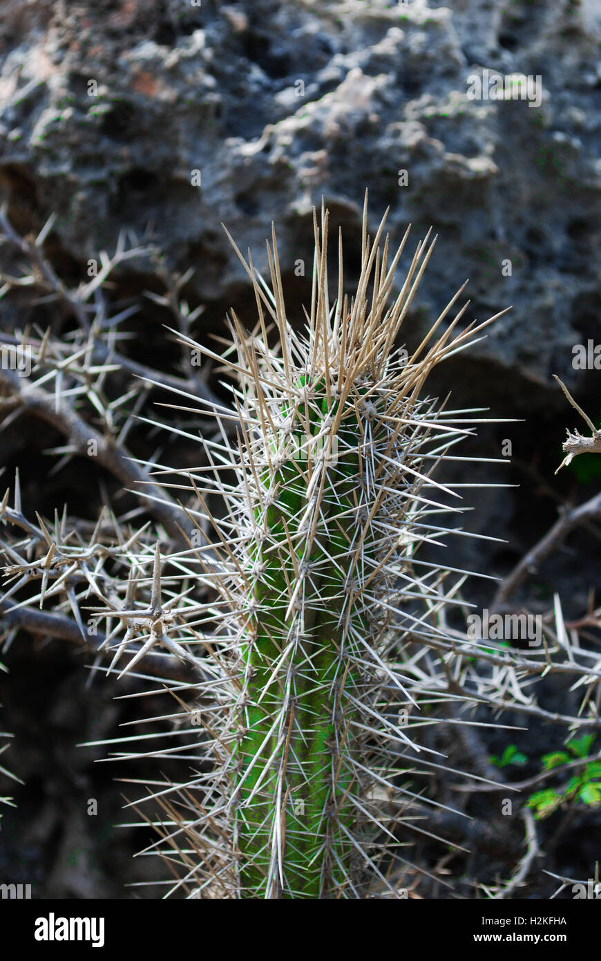 Yatu Cactus High Resolution Stock Photography and Images - Alamy