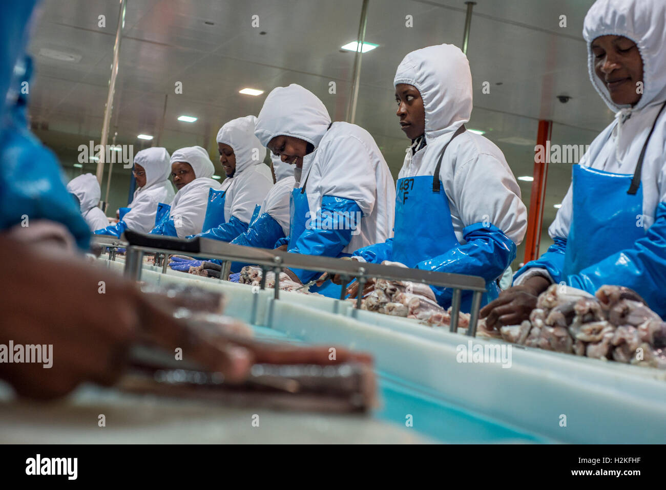 Workers of a fish processing factory make hake fillet. Walvis Bay ...