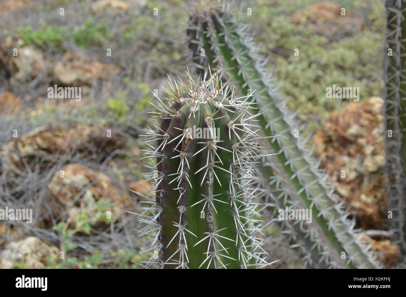 Yatu Cactus High Resolution Stock Photography and Images - Alamy