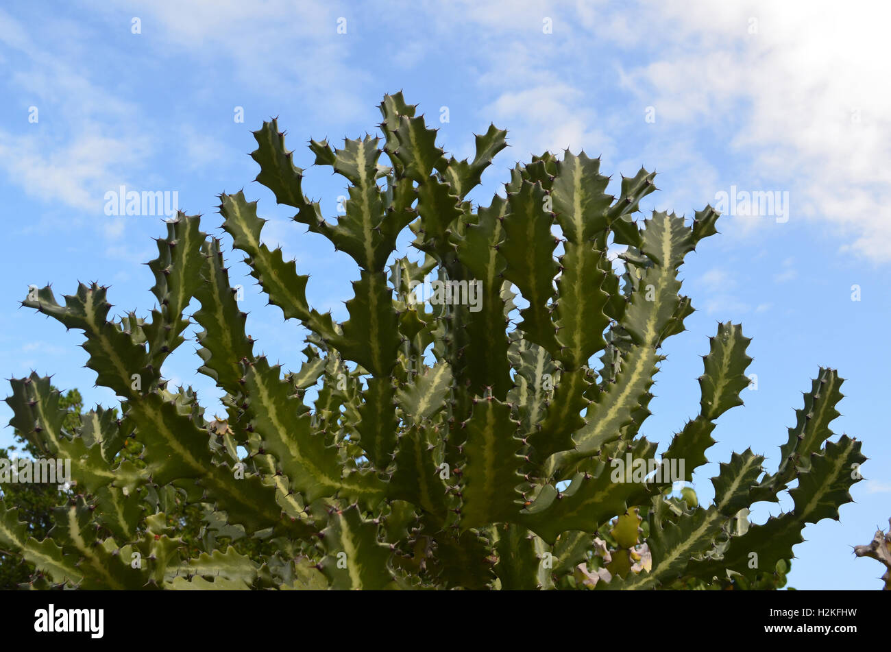 Yatu Cactus High Resolution Stock Photography and Images - Alamy