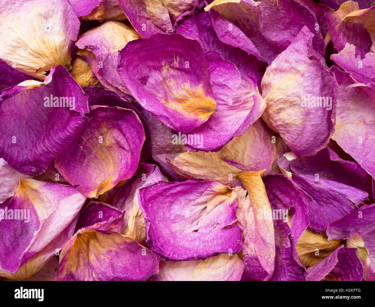Dry pink rose petals background Stock Photo - Alamy