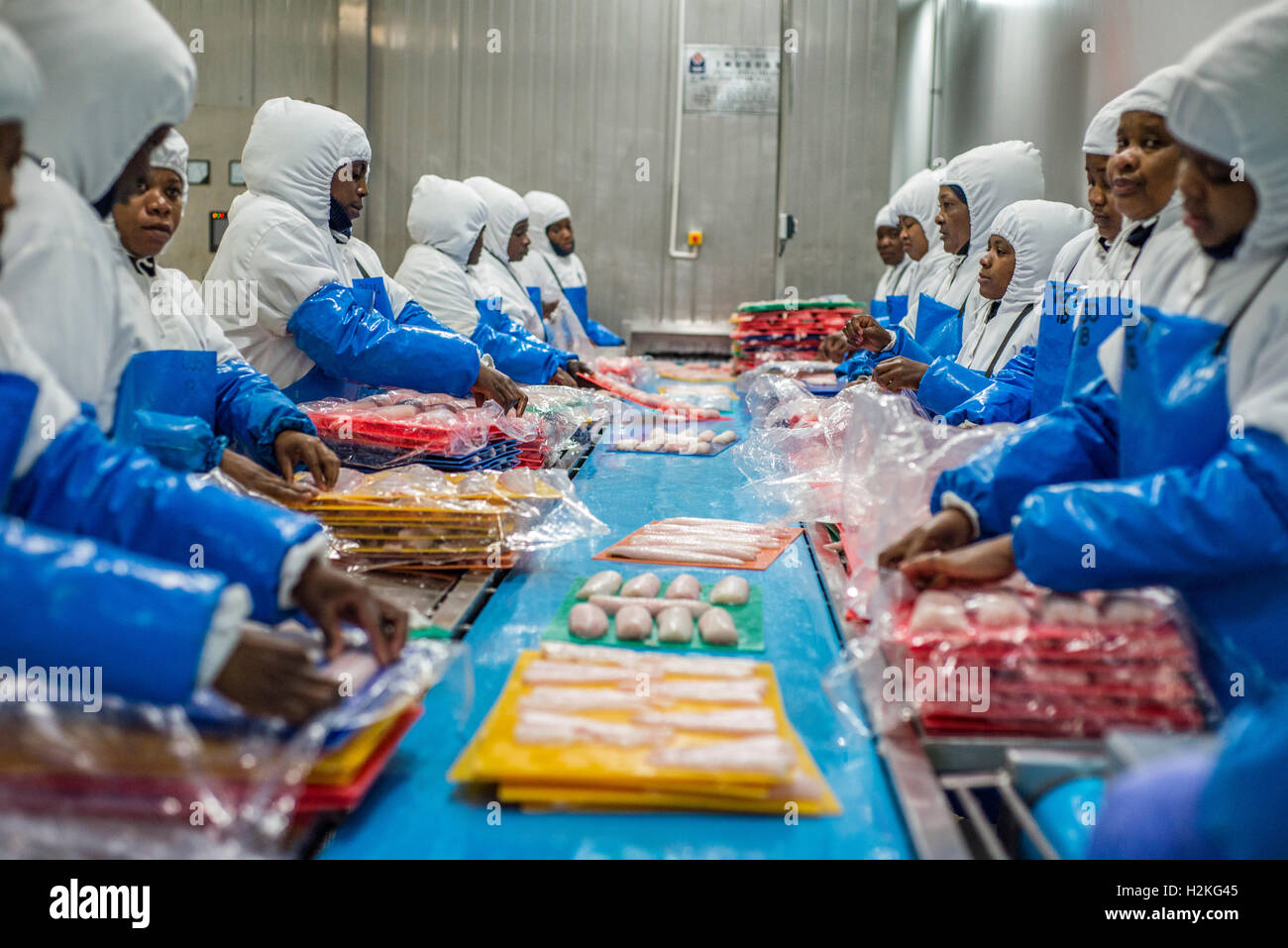 Workers of a fish processing factory prepare hake fillet for freezing ...