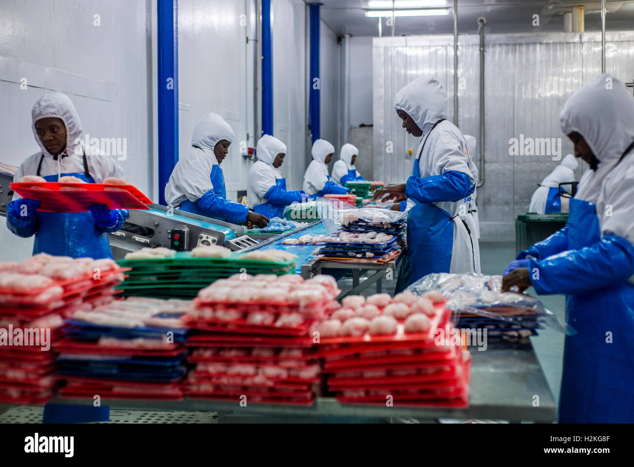 Workers of a fish processing factory prepare hake fillet for freezing ...