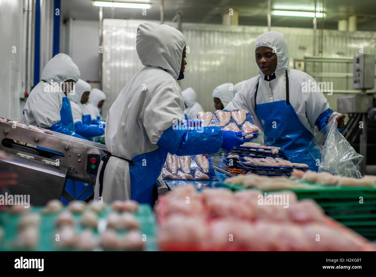 Workers of a fish processing factory prepare hake fillet for freezing ...