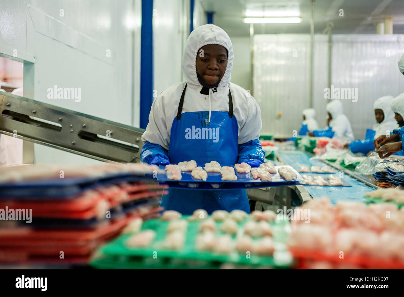 Workers of a fish processing factory prepare hake fillet for freezing ...