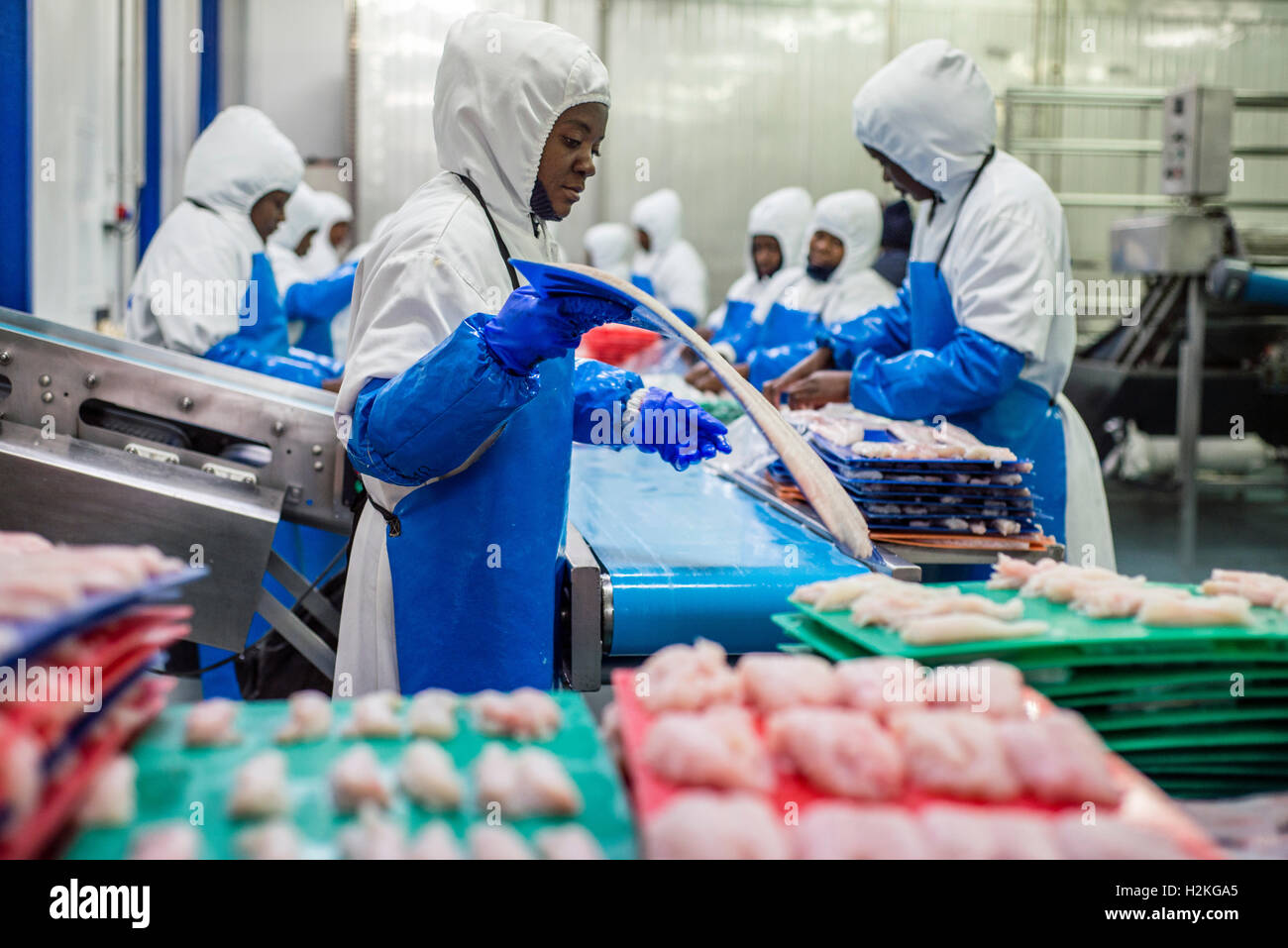 Workers of a fish processing factory prepare hake fillet for freezing ...