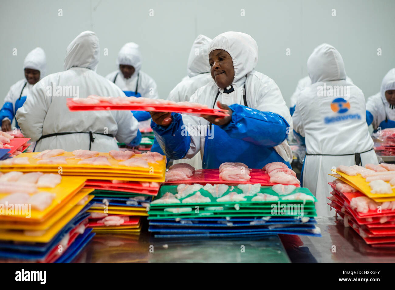 Workers of a fish processing factory prepare hake fillet for freezing ...