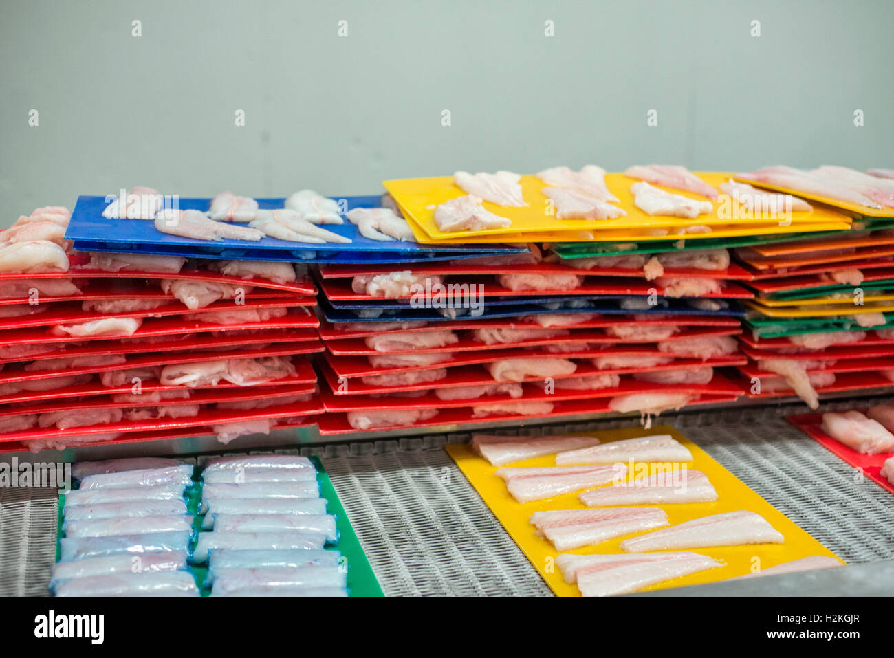 Workers of a fish processing factory prepare hake fillet for freezing ...