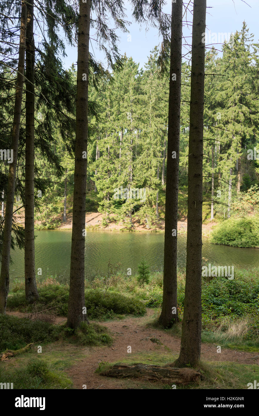 Spruce forest with a pond hi-res stock photography and images - Alamy