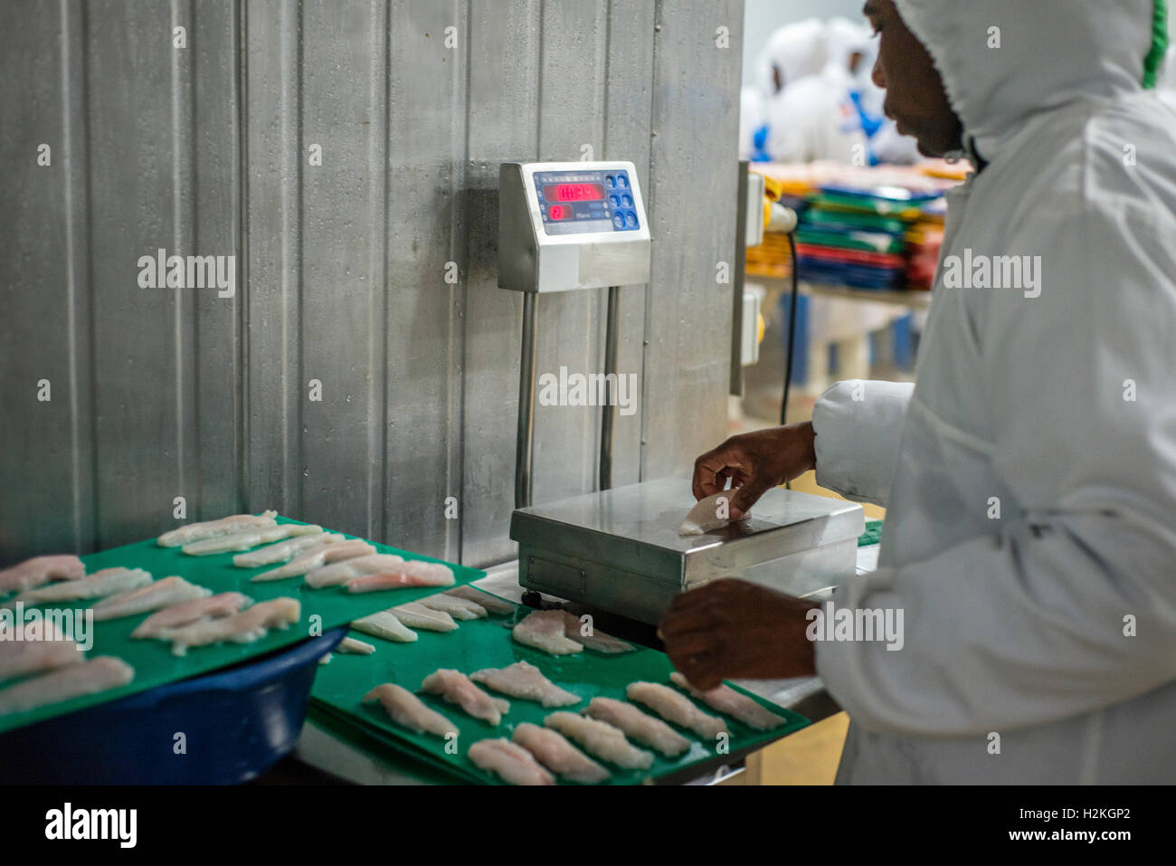Workers of a fish processing factory weigh fish.. Walvis Bay, Namibia ...