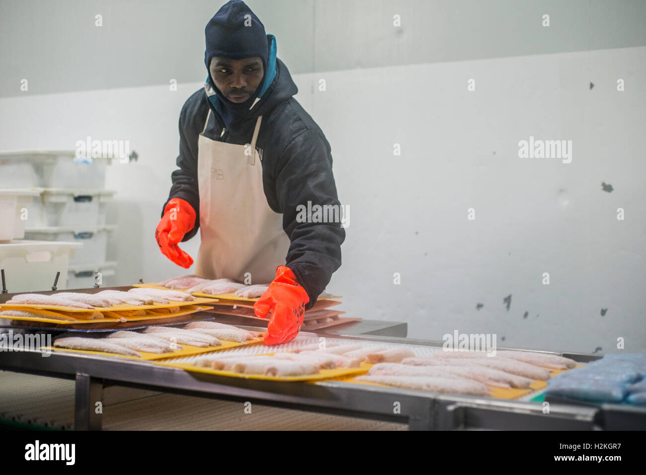 A worker of a fish processing factory prepares fish fillet for further ...