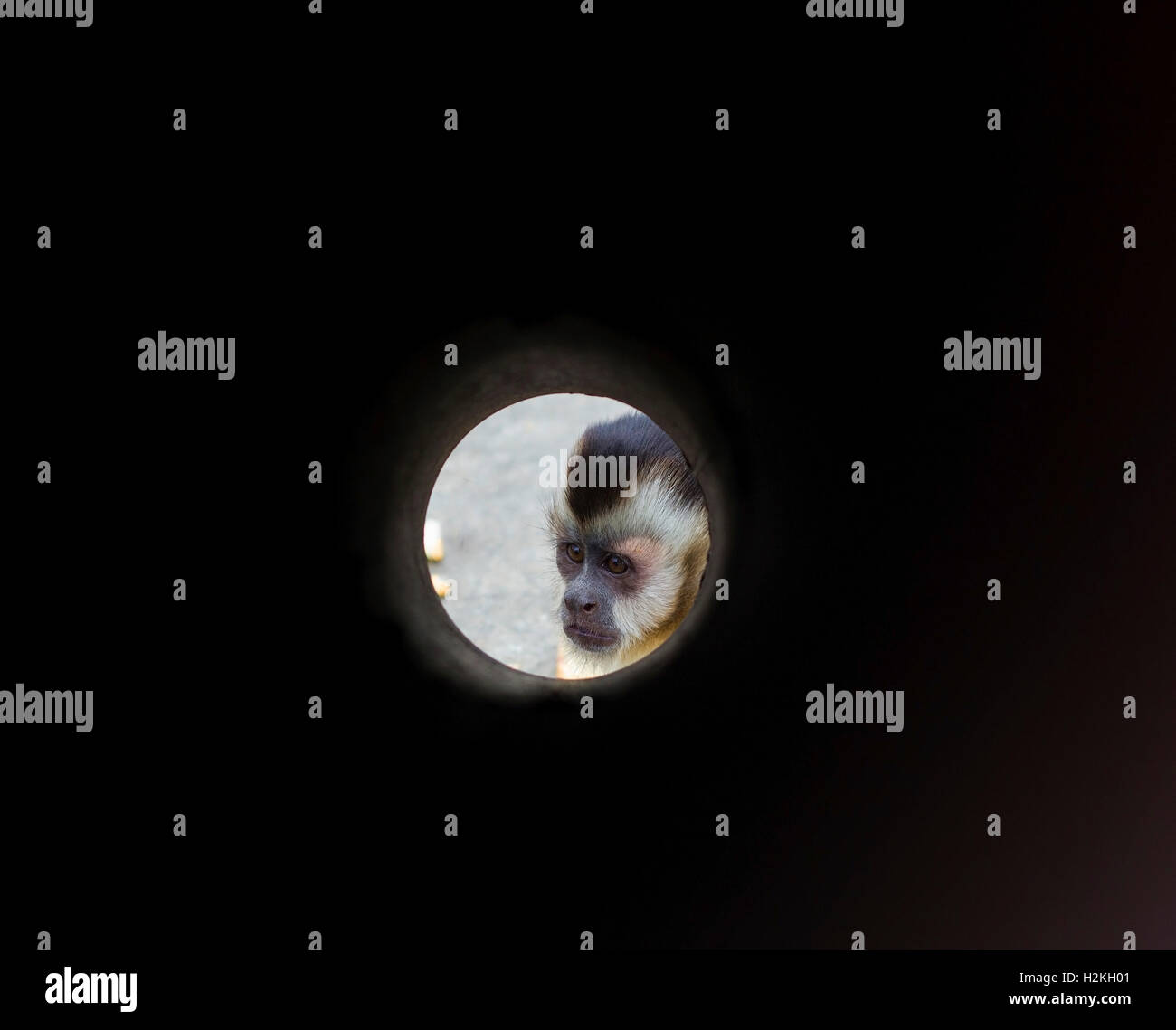 Portrait of Capuchin Monkey through tube Stock Photo - Alamy