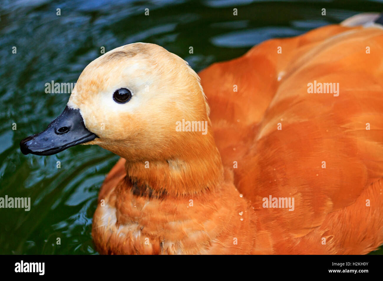 Ruddy face hi-res stock photography and images - Alamy