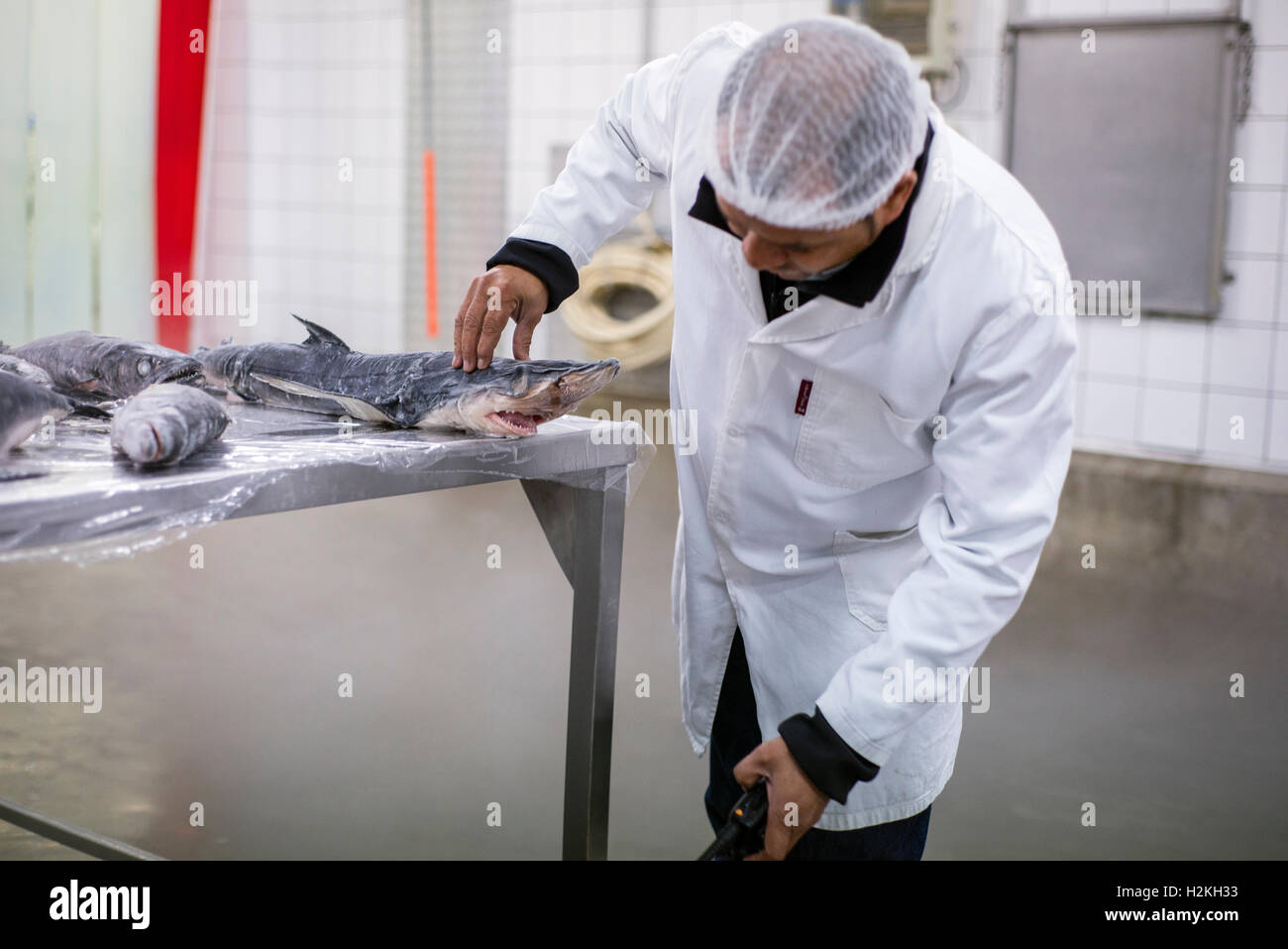 A worker of a fish processing factory stands near a table with all ...