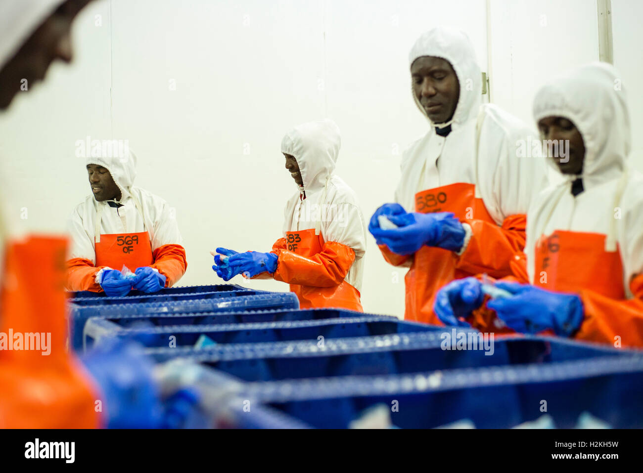 Workers of a fish processing factory remove packages from fish fillets ...