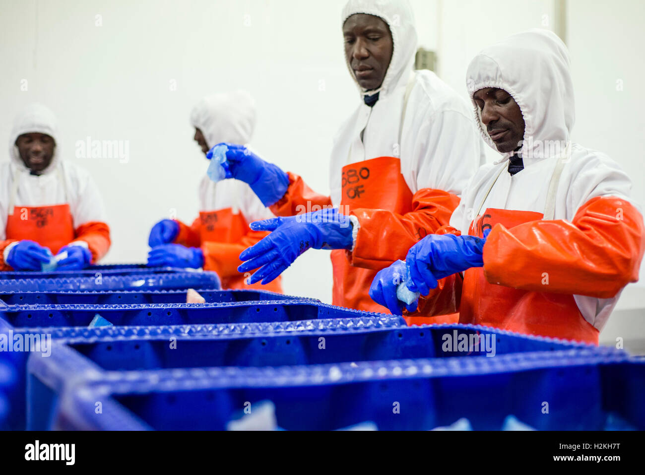Workers of a fish processing factory remove packages from fish fillets ...