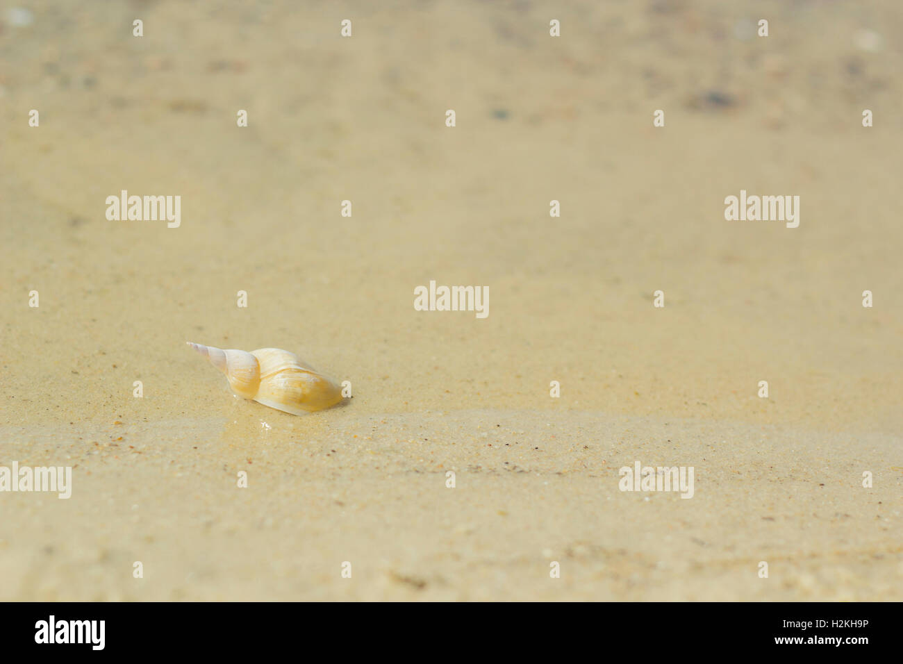 Shell in sand at water's edge Stock Photo - Alamy