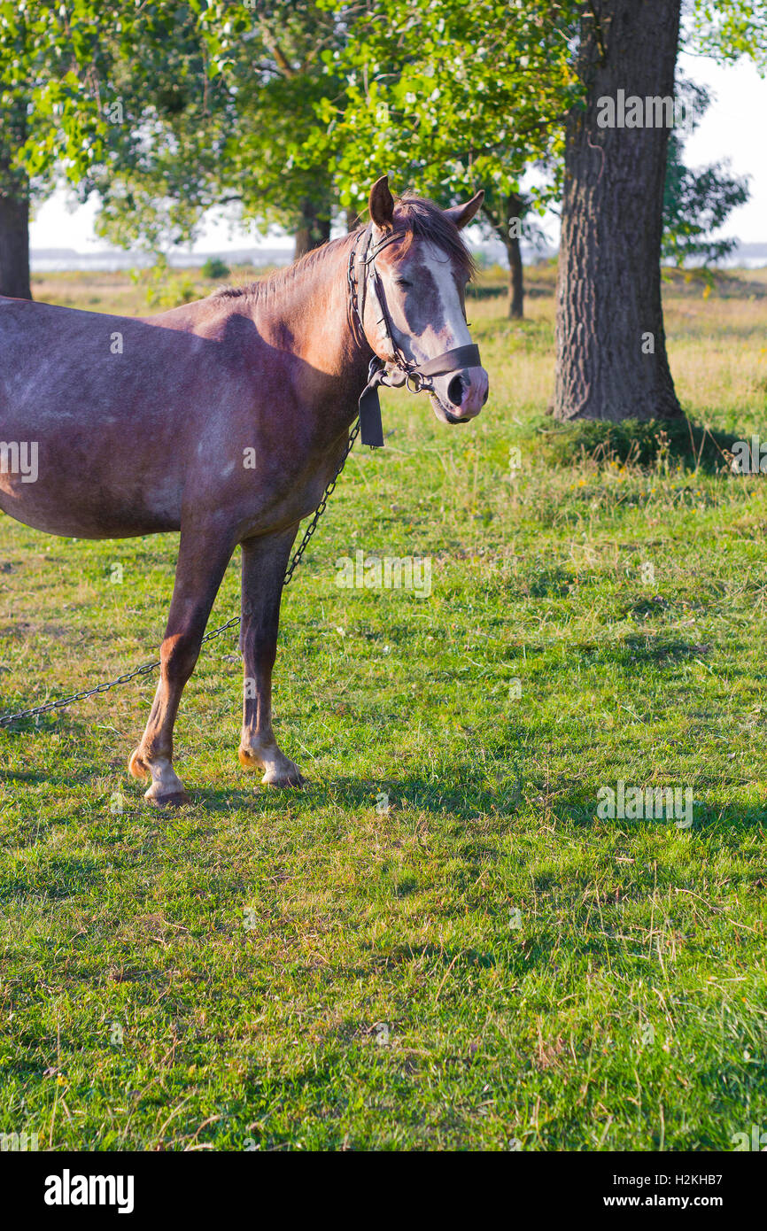 Horse portrait in green field Stock Photo - Alamy