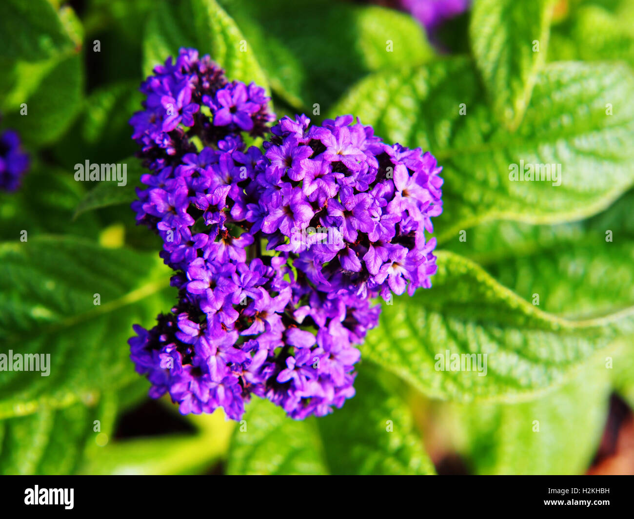 Purple Heliotrope Stock Photos & Purple Heliotrope Stock Images - Alamy