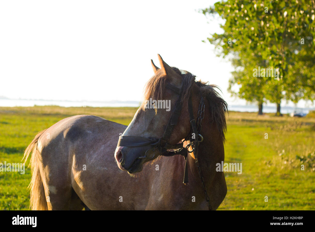 Horse portrait in green field Stock Photo - Alamy