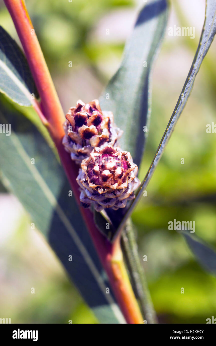 Small brown bumps on deciduous tree Stock Photo - Alamy