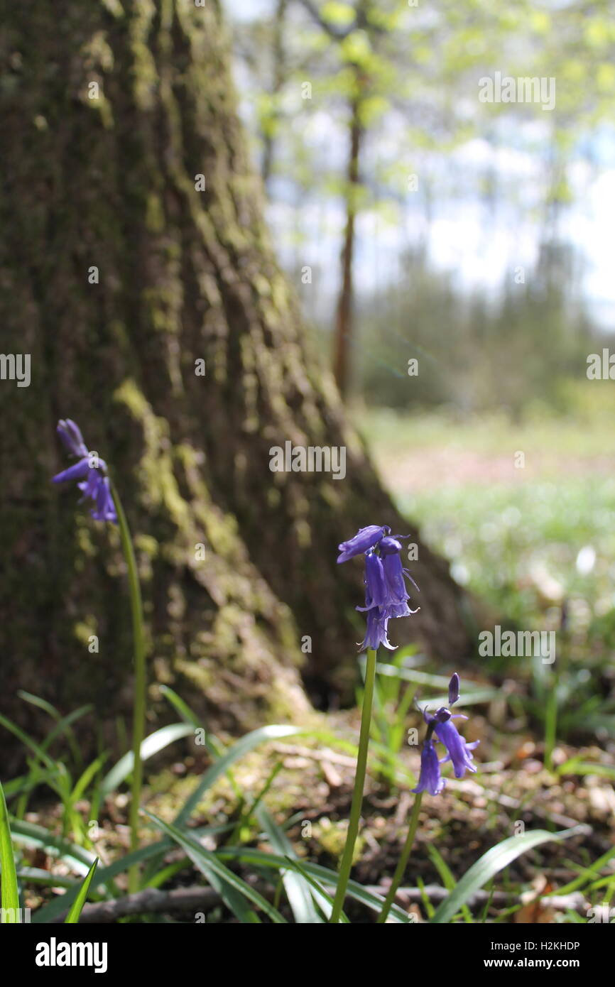 Bluebells growing next to a tree in the woods in spring Stock Photo - Alamy