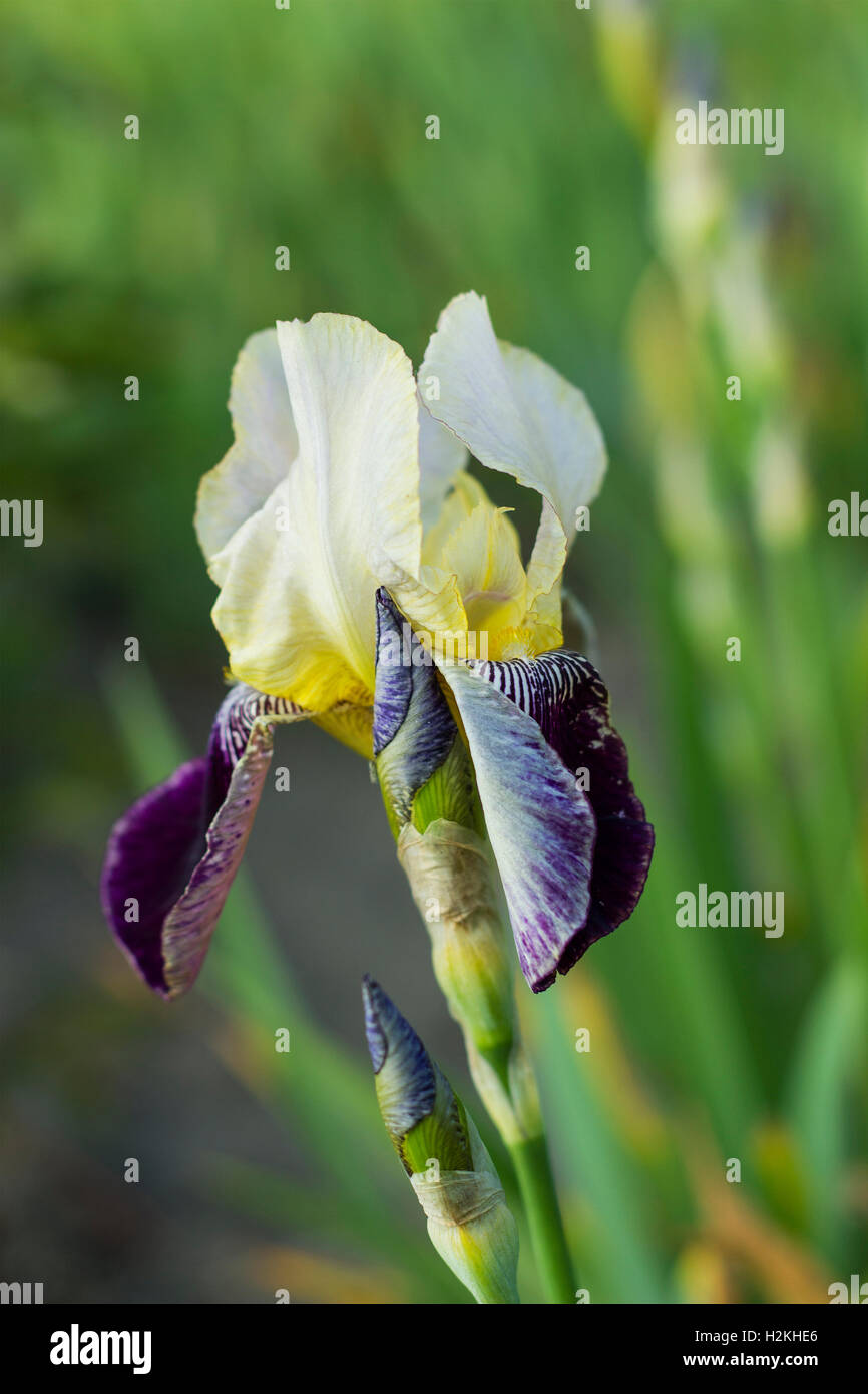 Iris flower with white and violet petals in spring garden Stock Photo ...