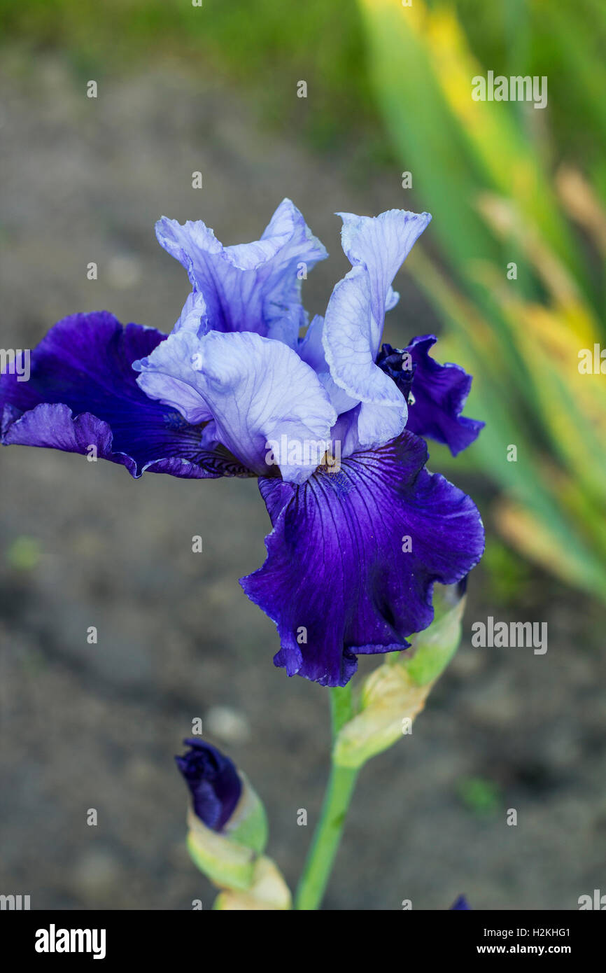 Iris flower with light violet top and dark violet bottom Stock Photo ...