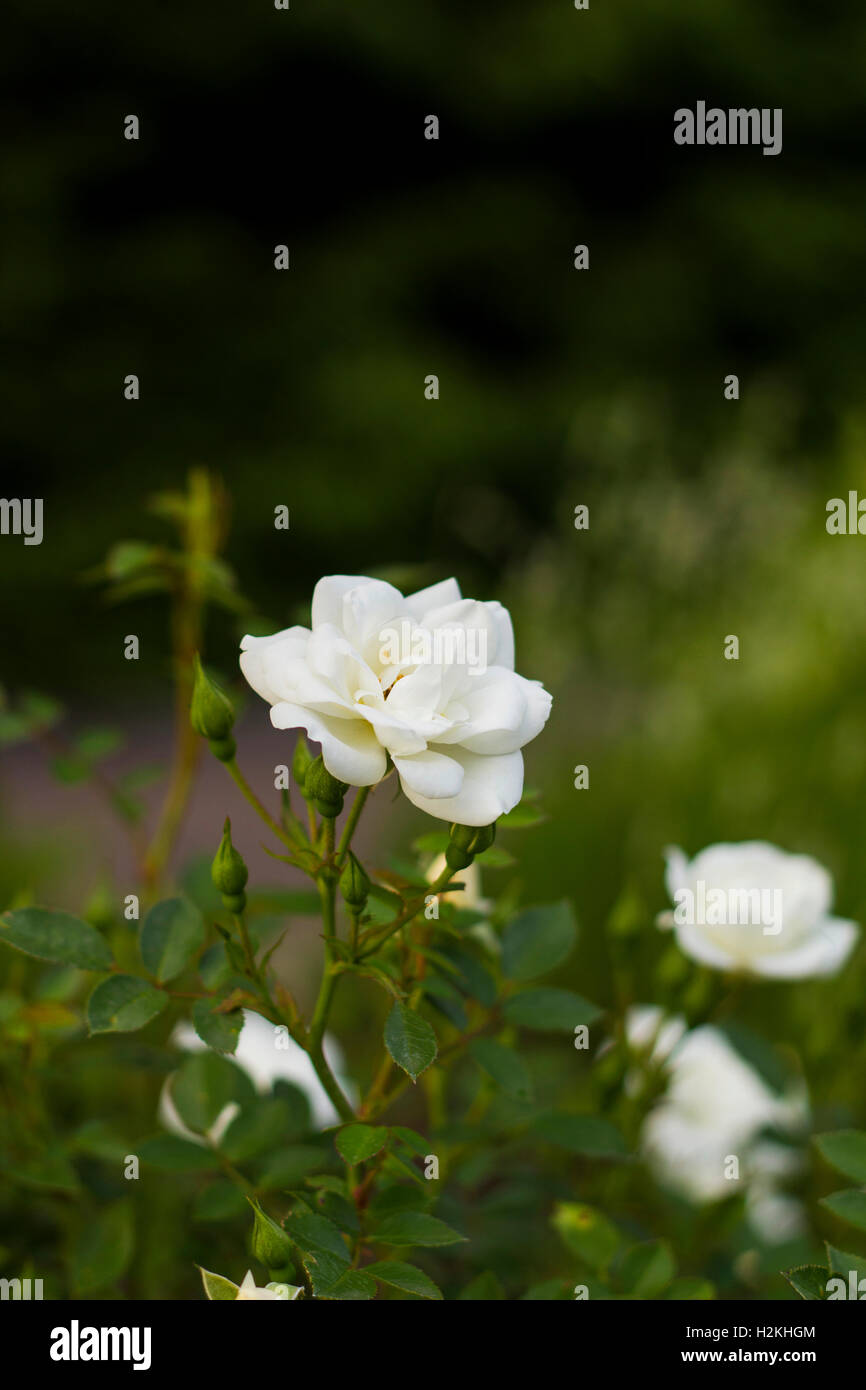 Small white roses flowers Stock Photo - Alamy