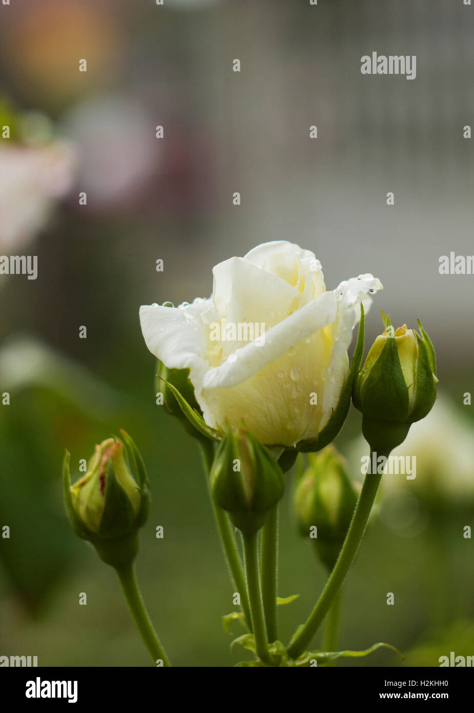 White Rose With Raindrops