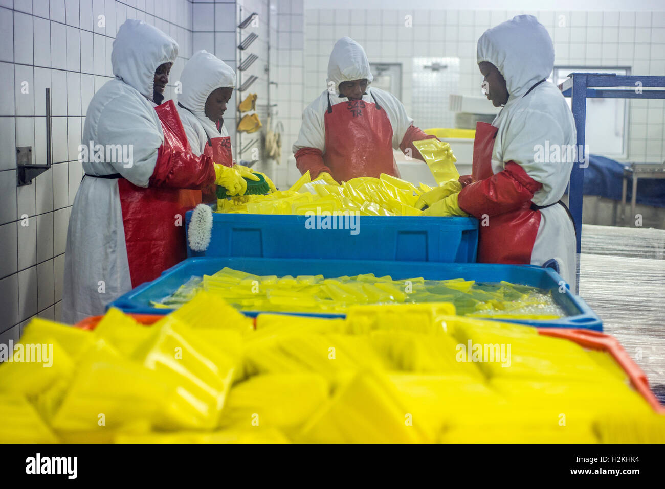 Workers of a fish processing factory. Walvis Bay, Namibia. A main ...