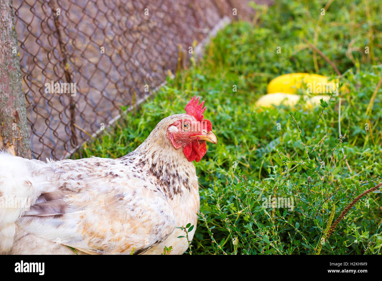 Hen sitting in grass in backyard Stock Photo - Alamy