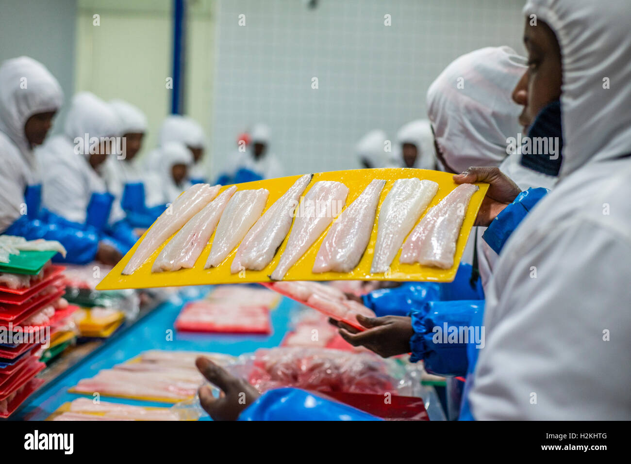 Workers of a fish processing factory prepare hake fillet for freezing ...
