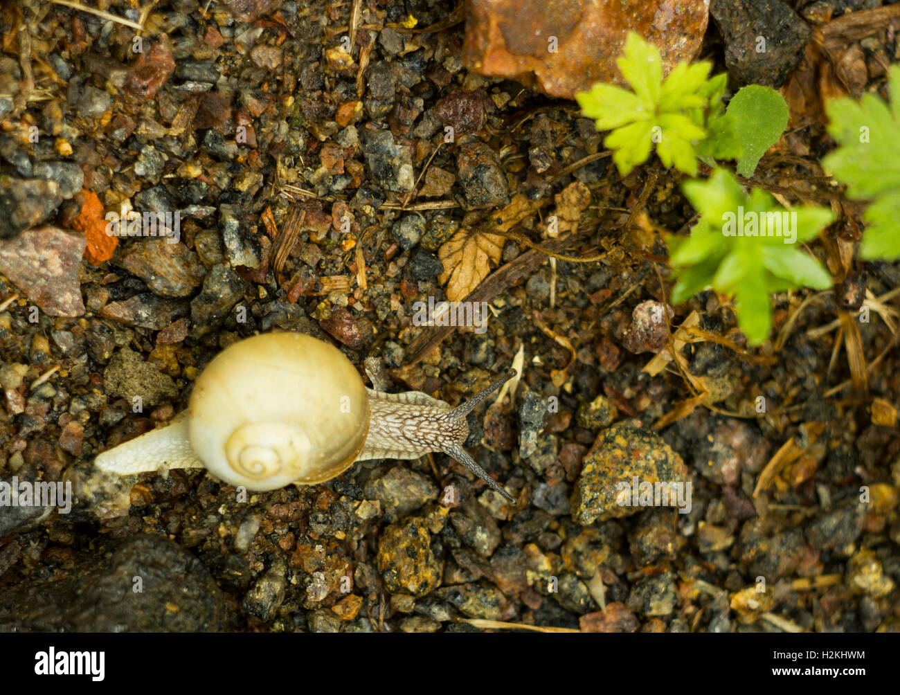 Makrofoto hi-res stock photography and images - Alamy