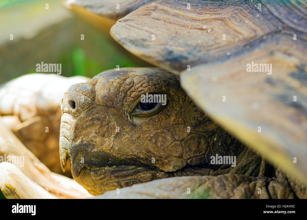 Portrait of big land turtle in shell Stock Photo - Alamy