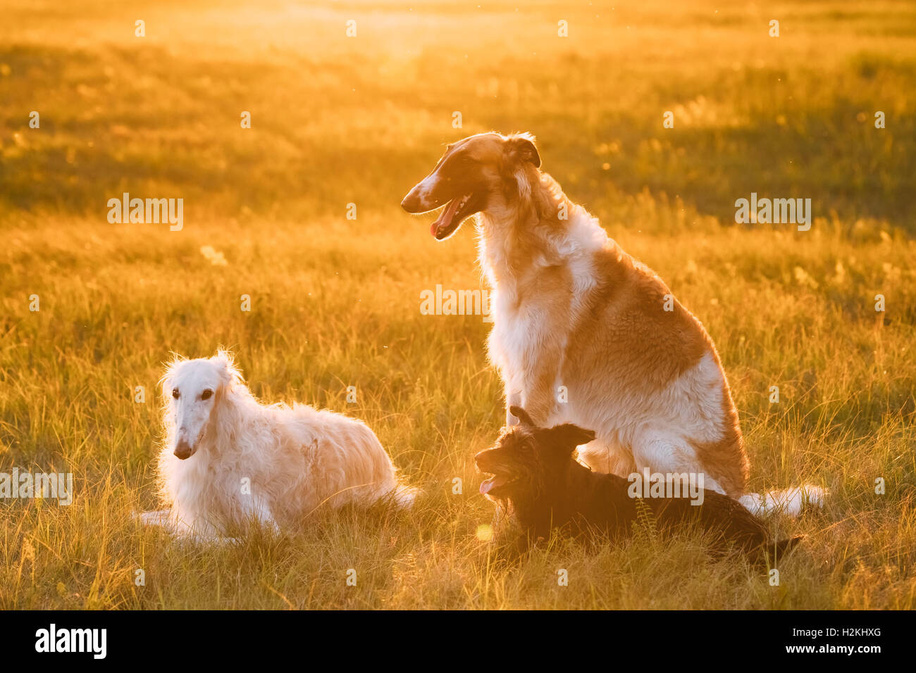 Small Size Black Mixed Breed Hunting Dog And Russian Greyhounds Borzois ...