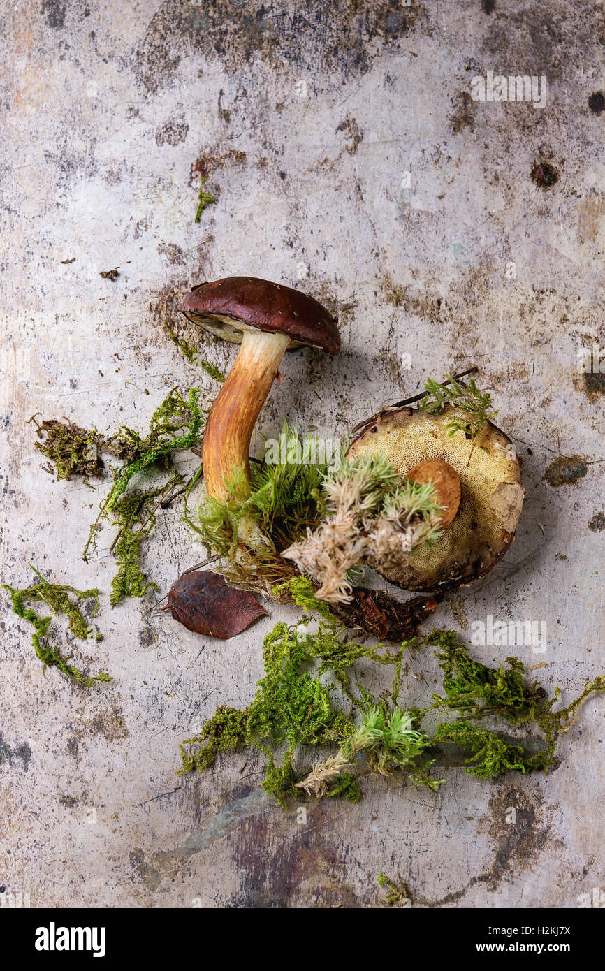 Wild edible forest polish mushroom boletus with root and moss over old ...