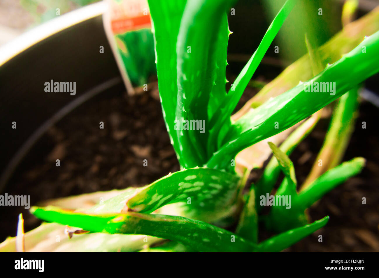 Aloe vera plant in pot hi-res stock photography and images - Alamy