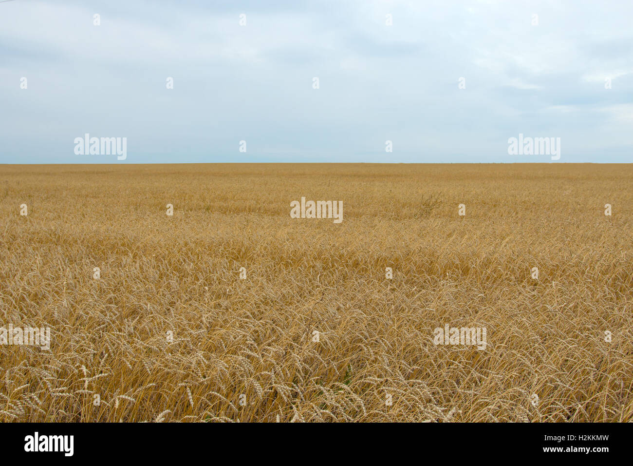 field of ripe wheat to the horizon Stock Photo - Alamy