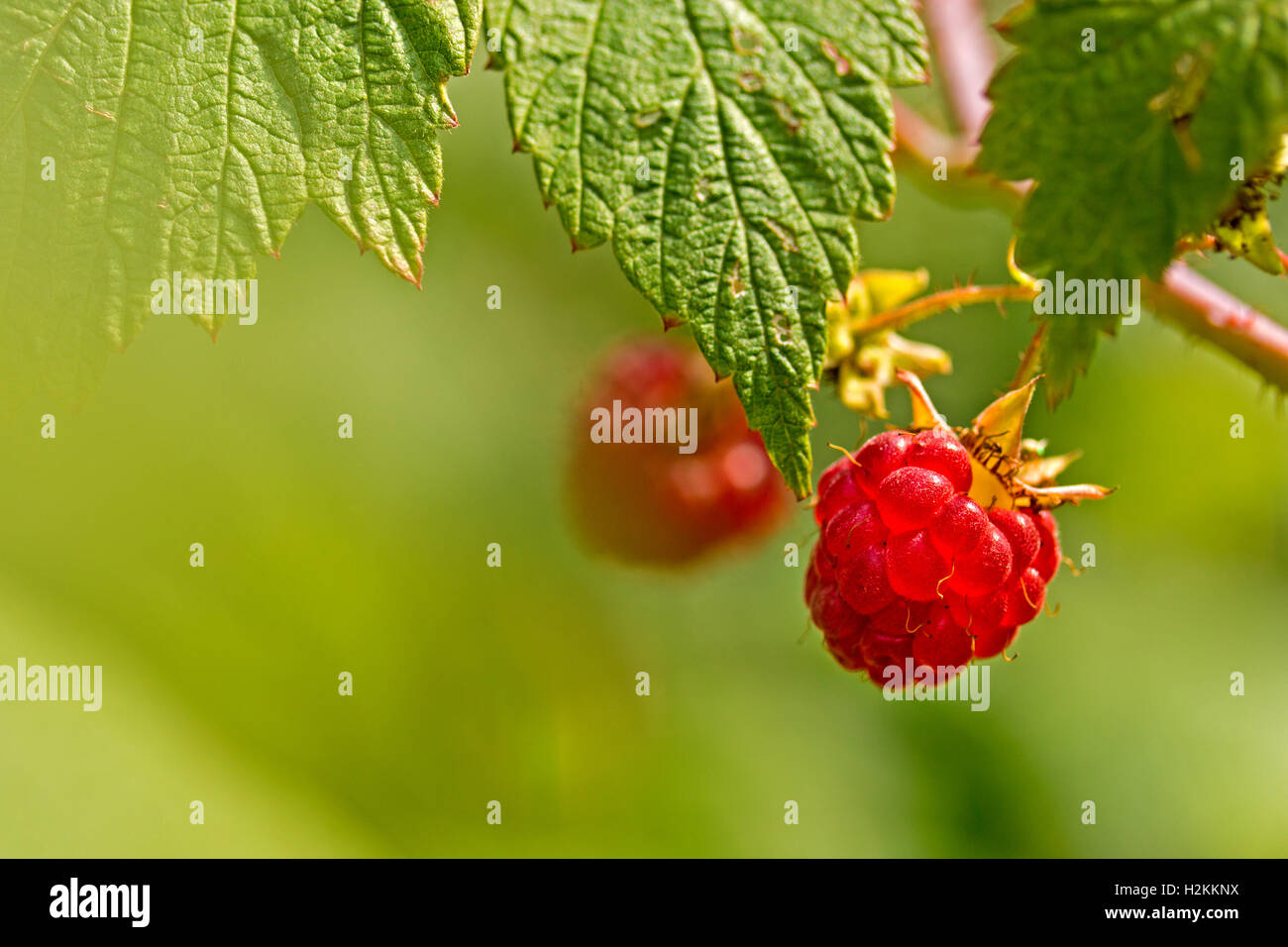 berry raspberry red hanging among green foliage Stock Photo - Alamy