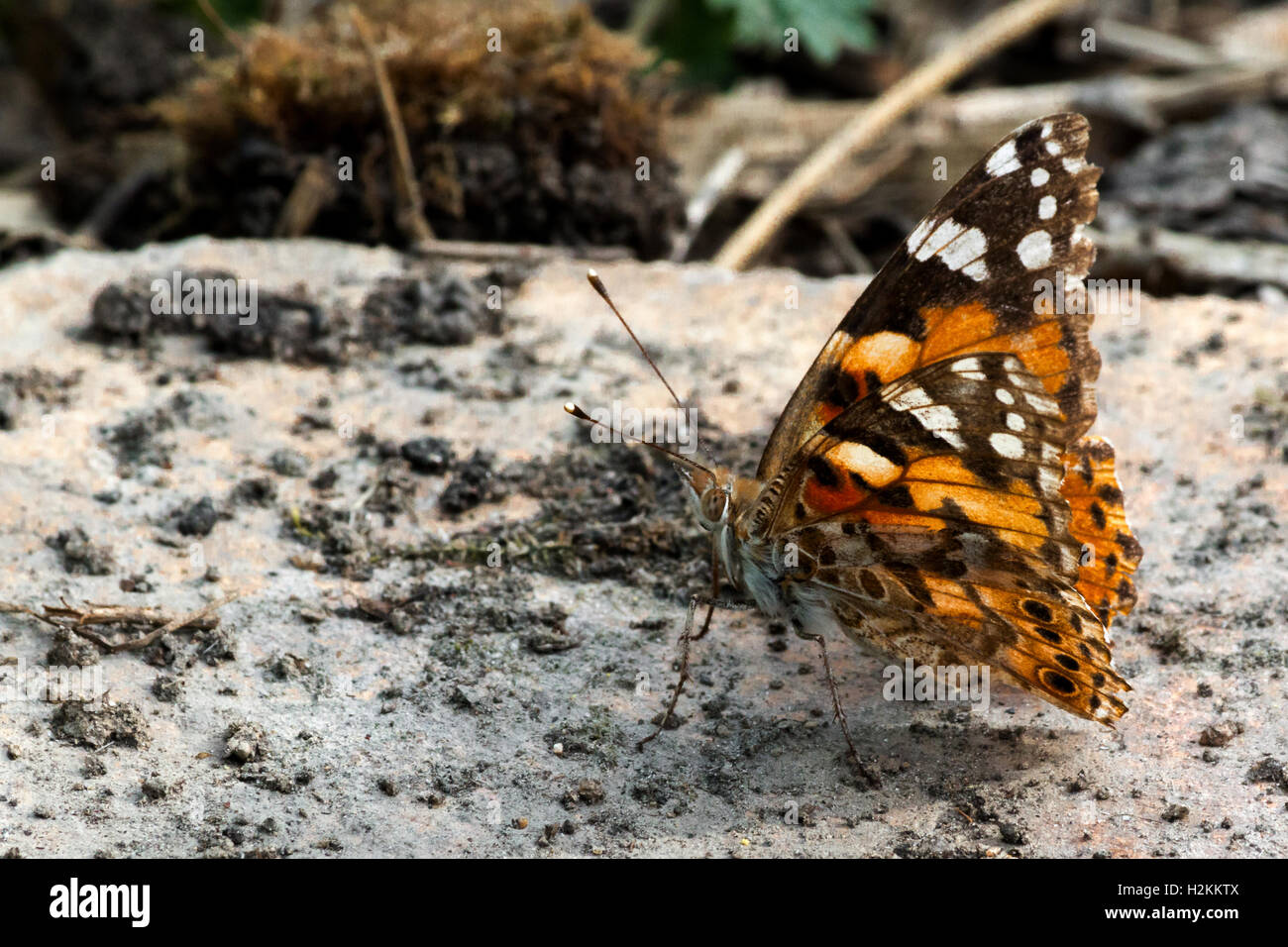 butterfly sits with the lifted wings on stone Stock Photo - Alamy